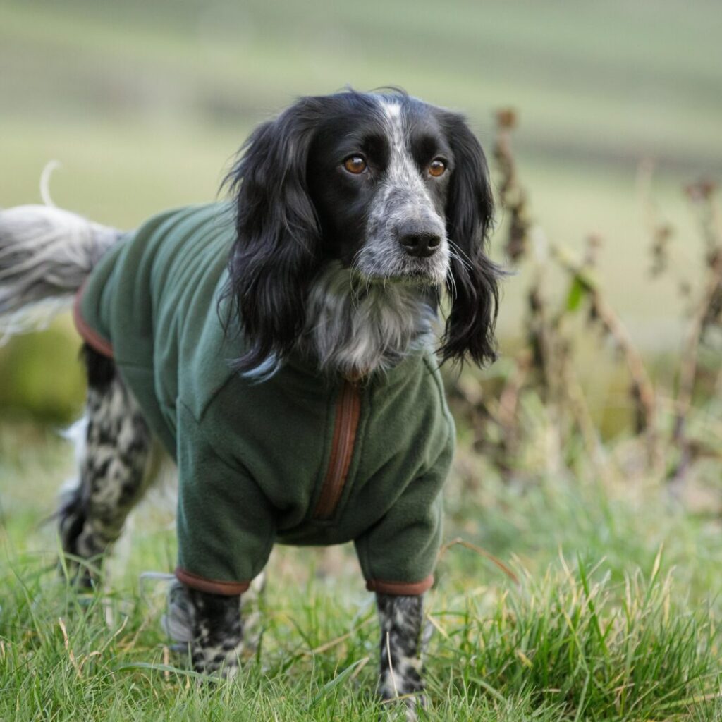 Best Dog & Puppy Leads | Dog & Field